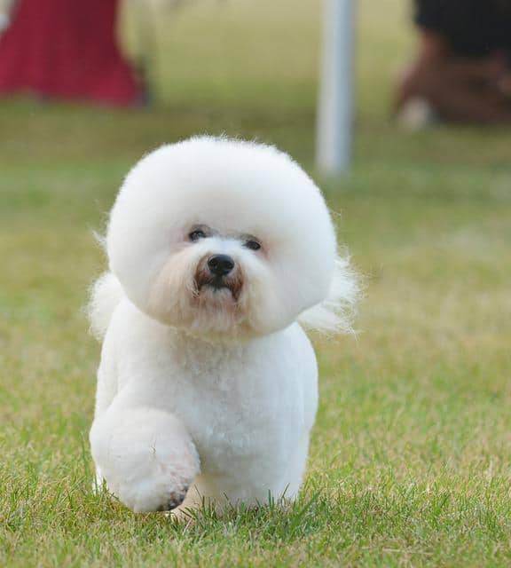 AKC Small Dog Breed Information - 6 Interesting Small Breed Options