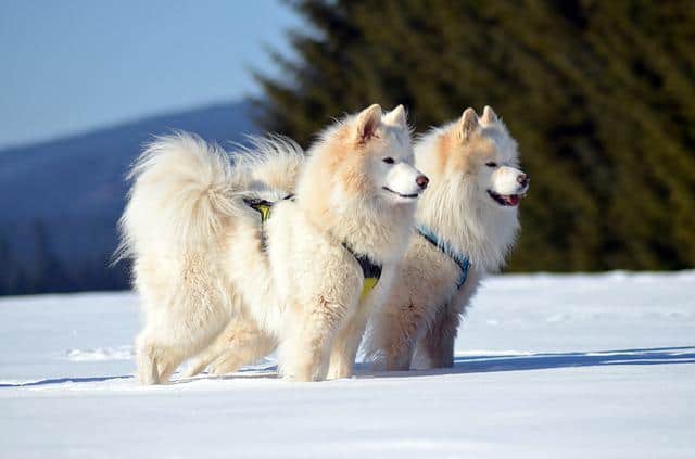 AKC Extra Large Dog Breed Information -3 Critical Considerations ...