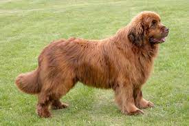 What Are The Smooth Hair Dog Breeds? 10 Interesting Breeds – Doggy Royalty